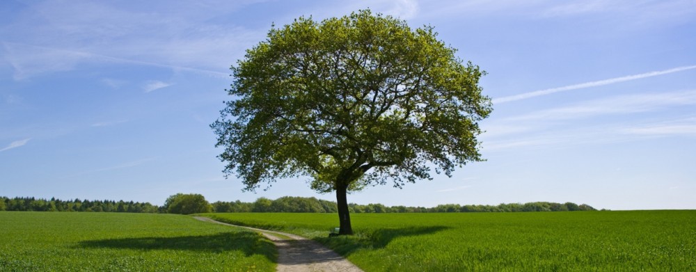 Wisdom Way | the way of wisdom is pleasant